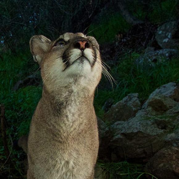 Cougar Gallery Archives - Save LA Cougars