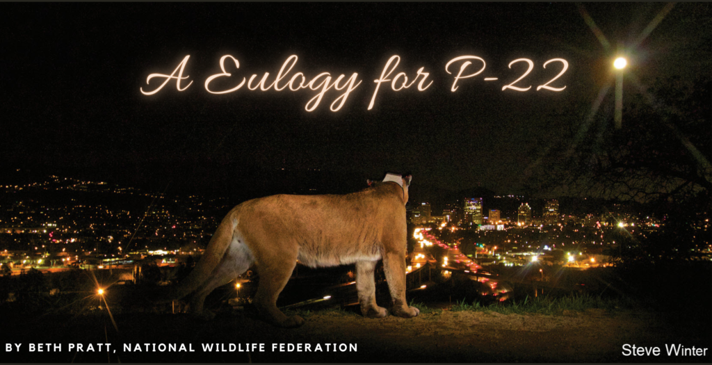 A Eulogy for P-22, A Mountain Lion Who Changed the World - Save LA Cougars